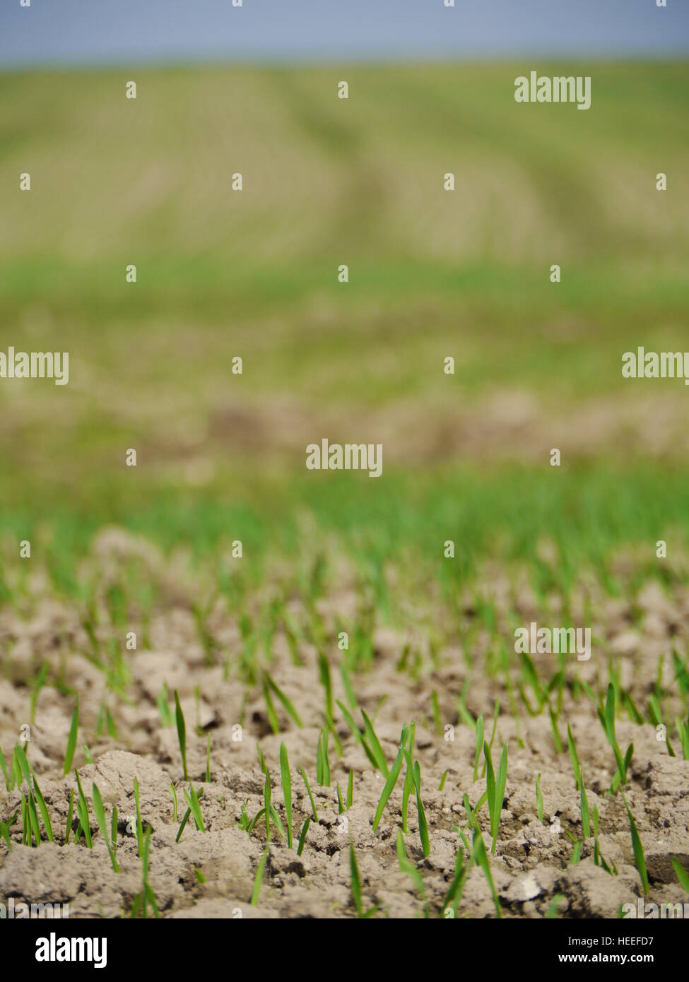 Fallow land plant hi-res stock photography and images - Alamy