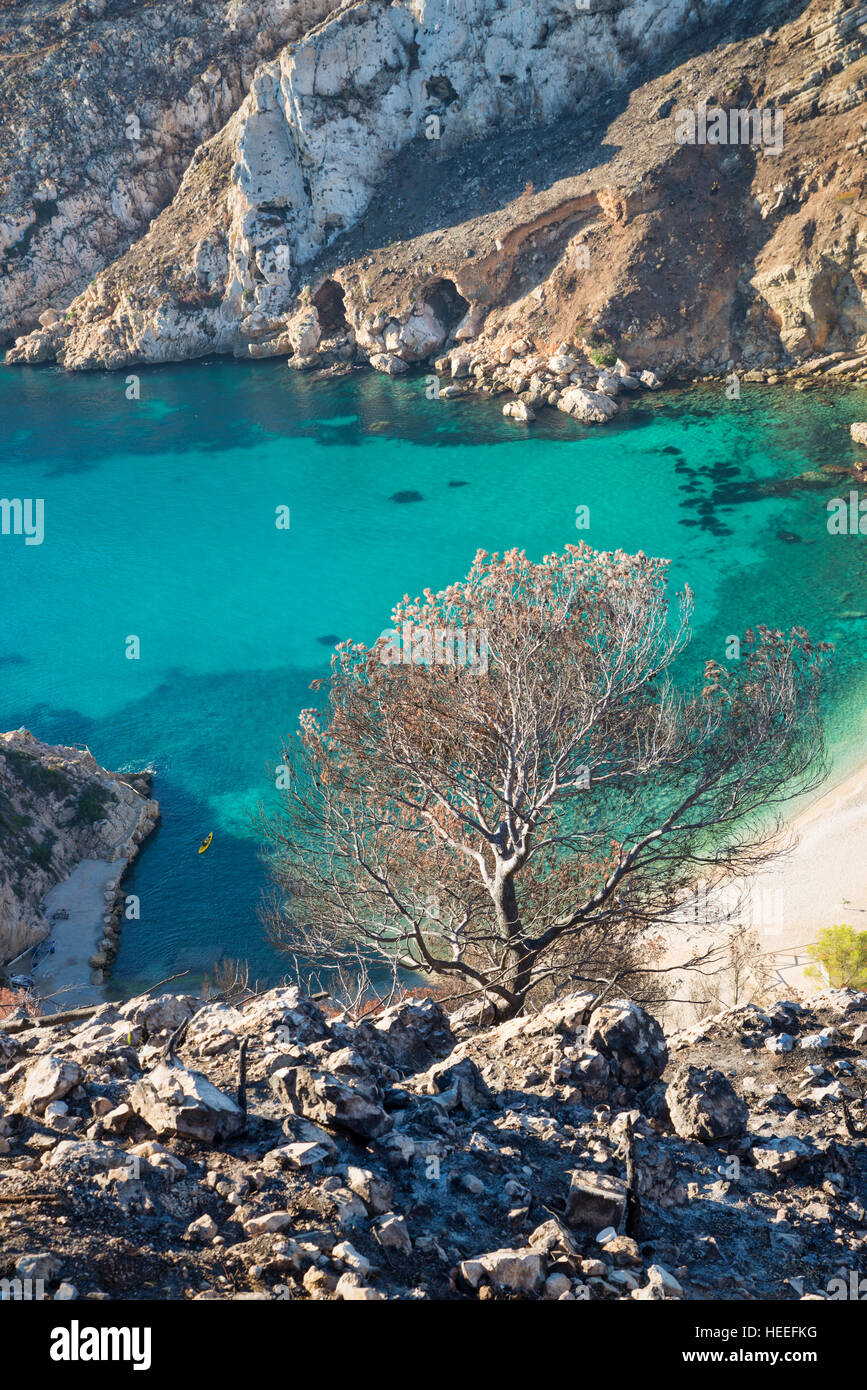 Aftermath of a large forest fire with burned trees Stock Photo - Alamy