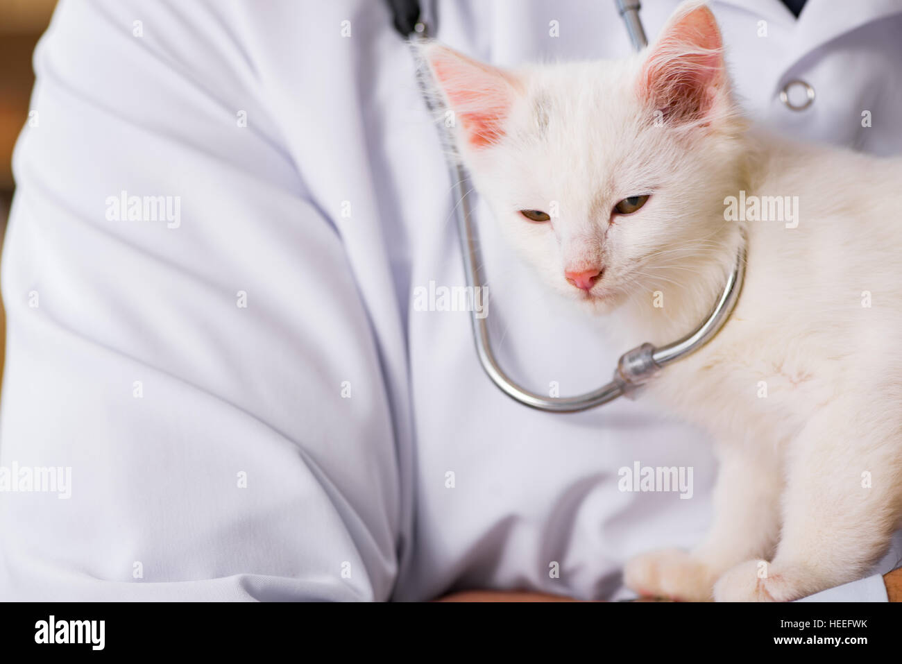 White kitten visiting vet for check up Stock Photo - Alamy