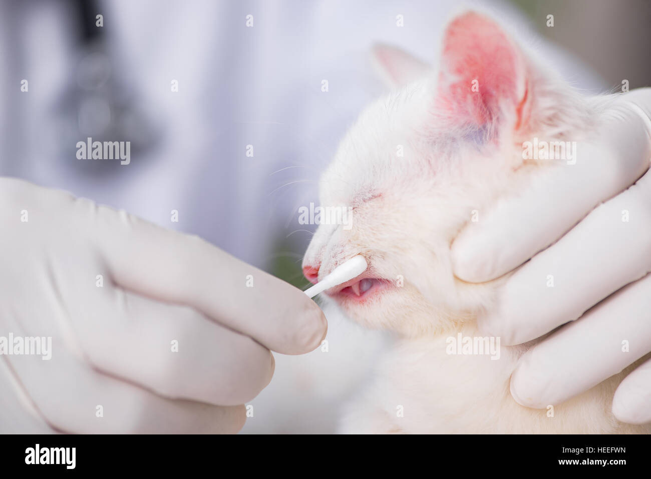 White kitten visiting vet for check up Stock Photo - Alamy