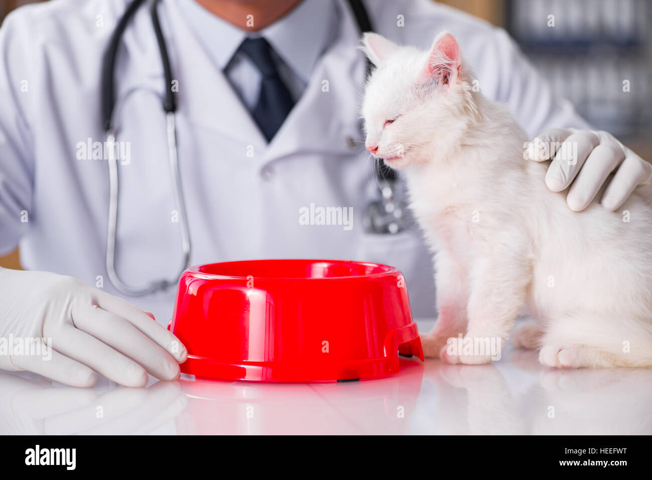 White kitten visiting vet for check up Stock Photo - Alamy