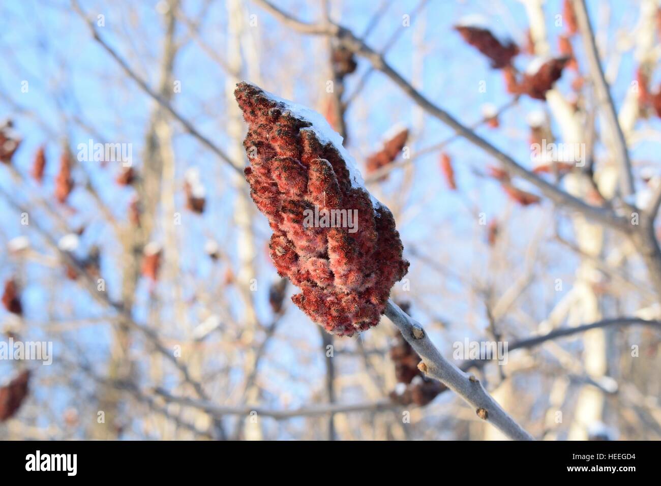 A Sumac in the forest in winter Stock Photo - Alamy