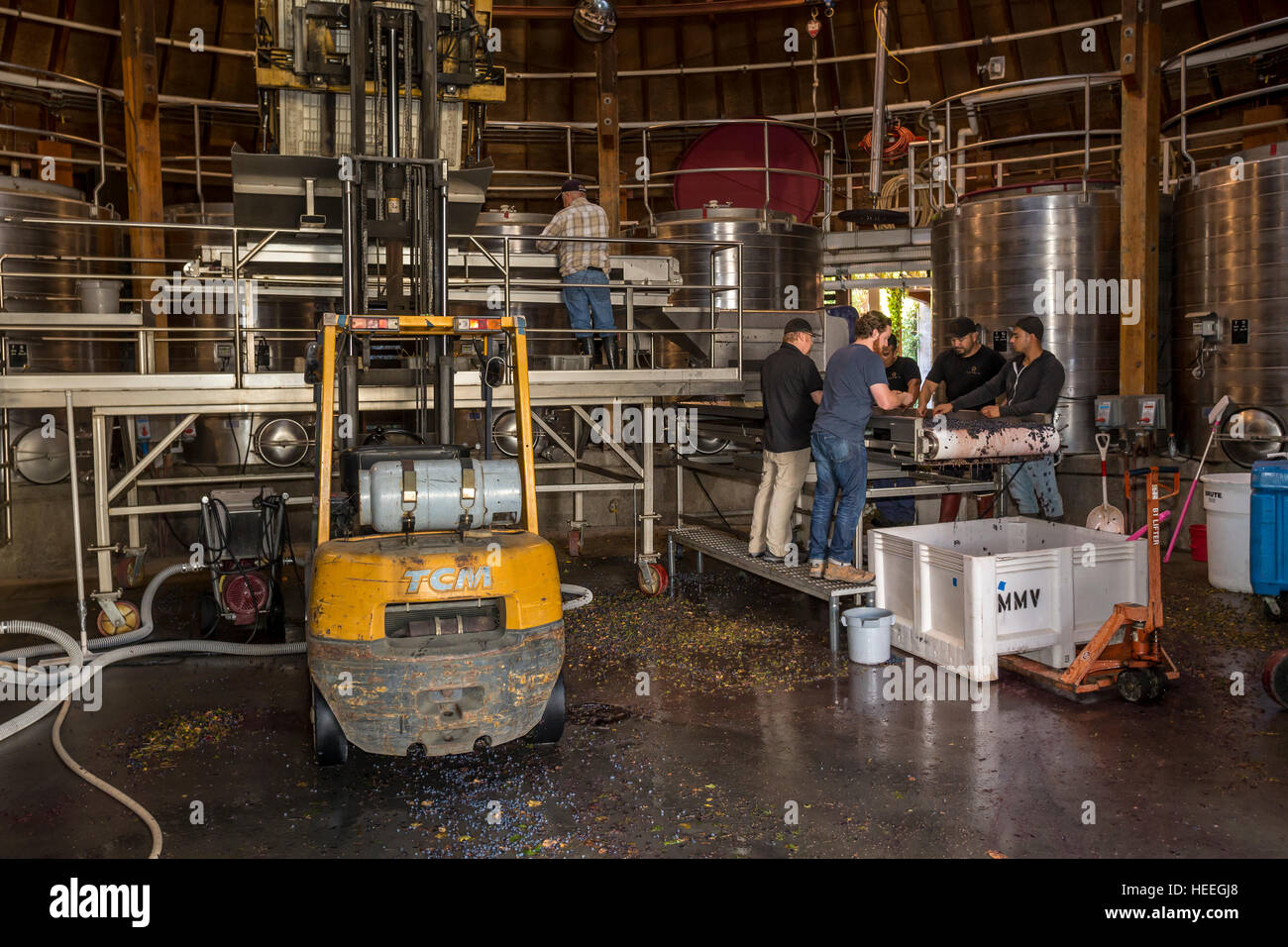winery workers, sorting grapes, Repris Wines, Sonoma, Sonoma County ...
