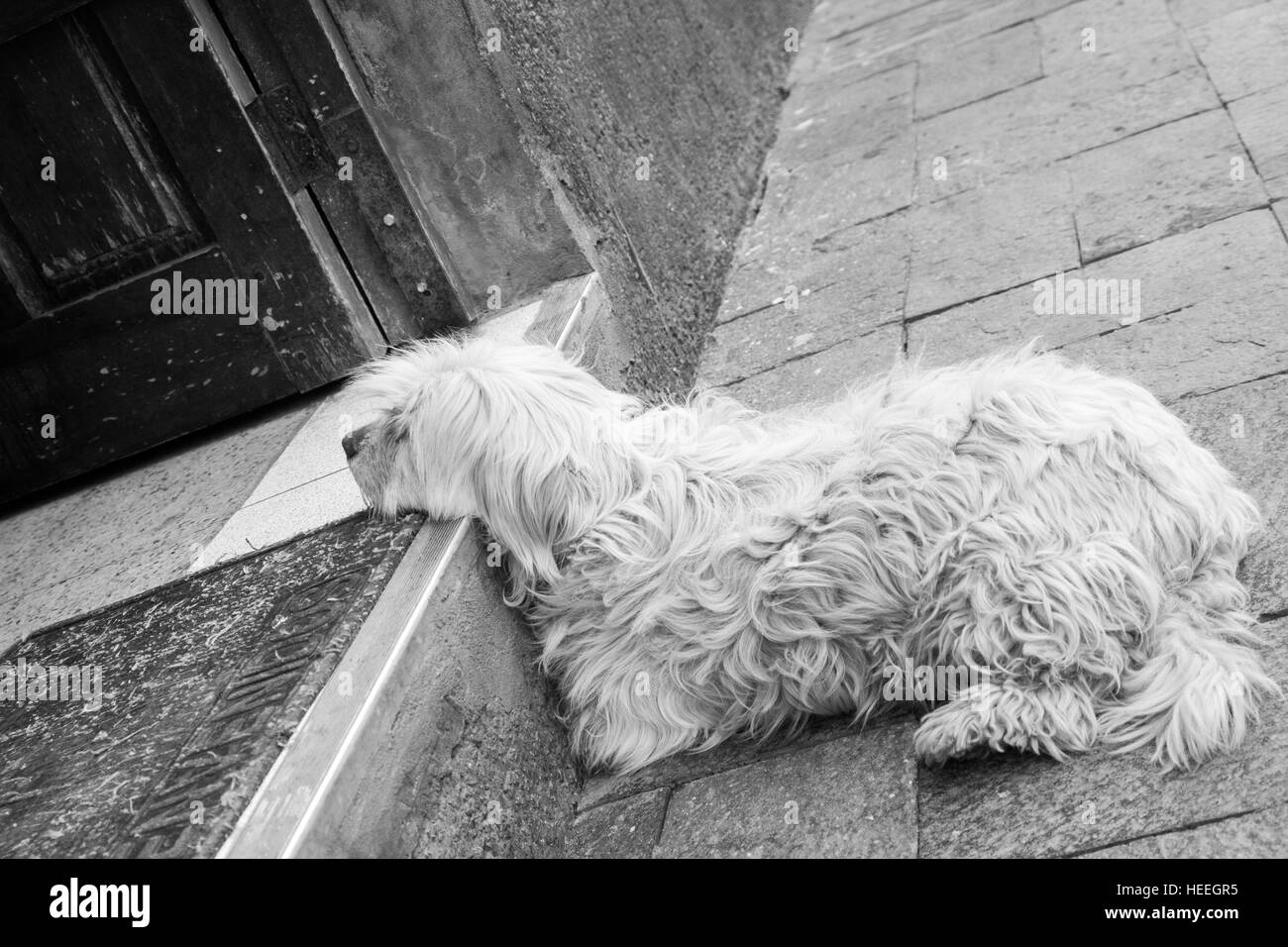 Peru dog Black and White Stock Photos & Images - Alamy