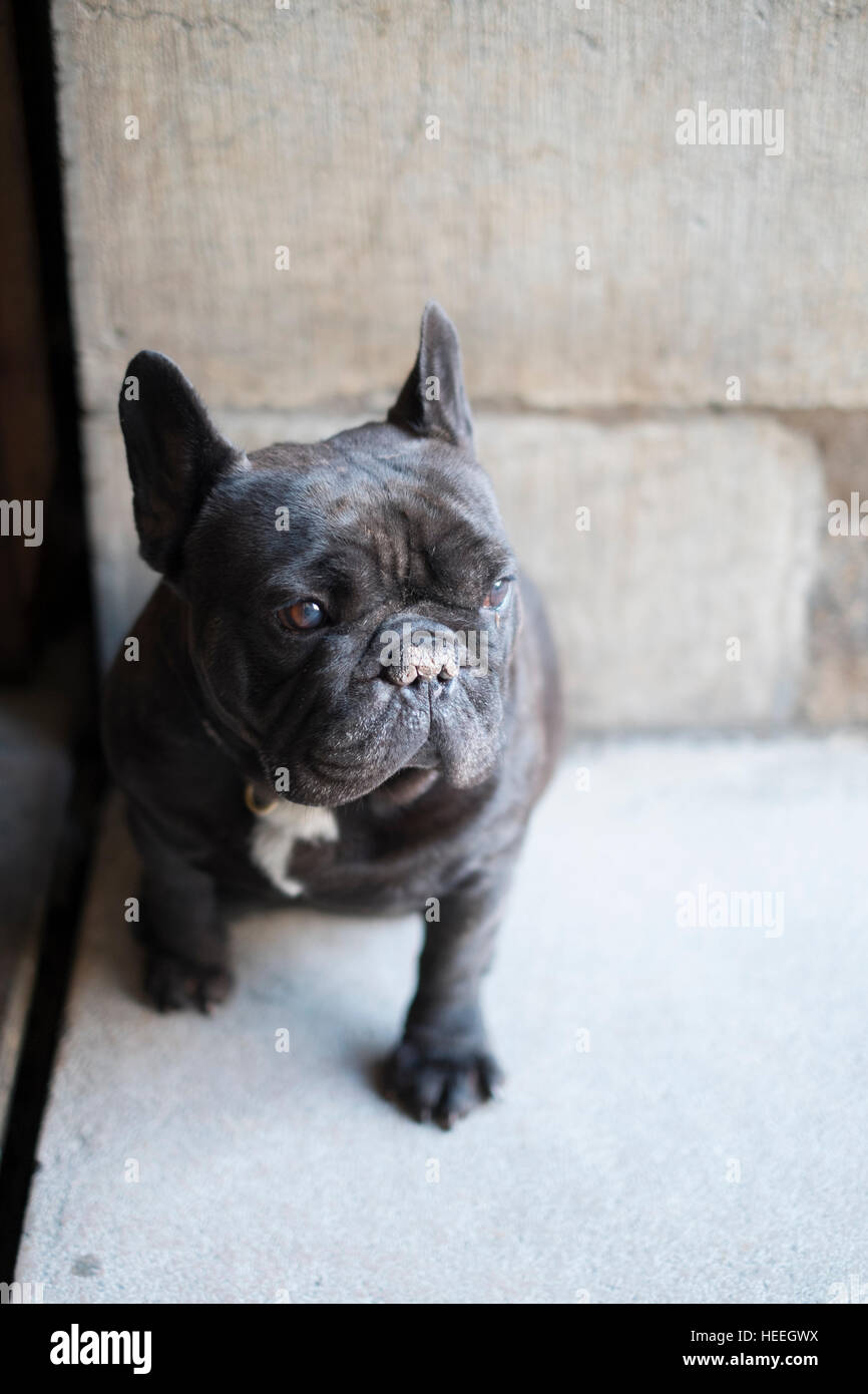 Upset dog hi-res stock photography and images - Alamy