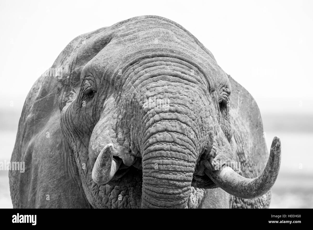 History head shot close up Black and White Stock Photos & Images - Alamy