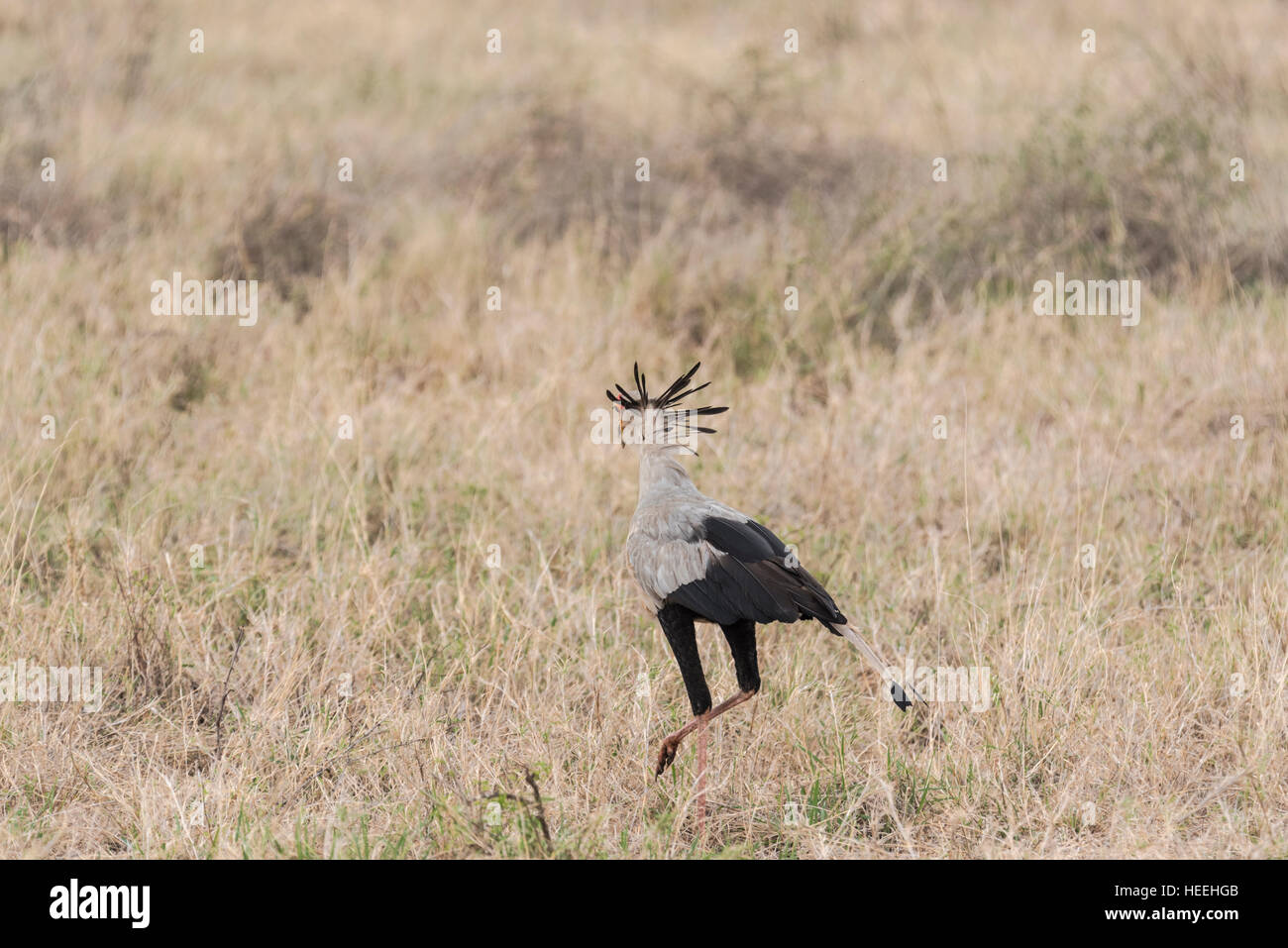 Single secretary bird hi-res stock photography and images - Alamy