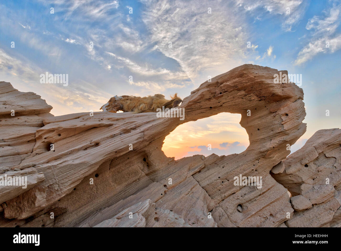 Fossil dunes, Abu Dhabi, UAE Stock Photo - Alamy