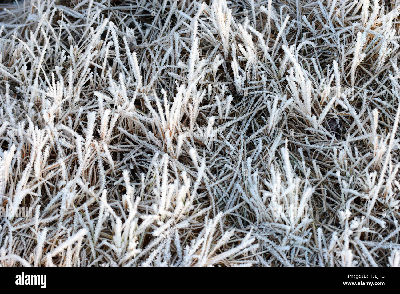 Cover the hoarfrost hi-res stock photography and images - Alamy