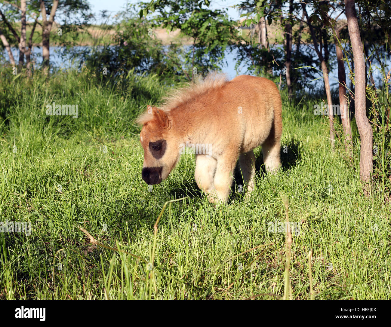 cute brown pony foal farm scene Stock Photo - Alamy