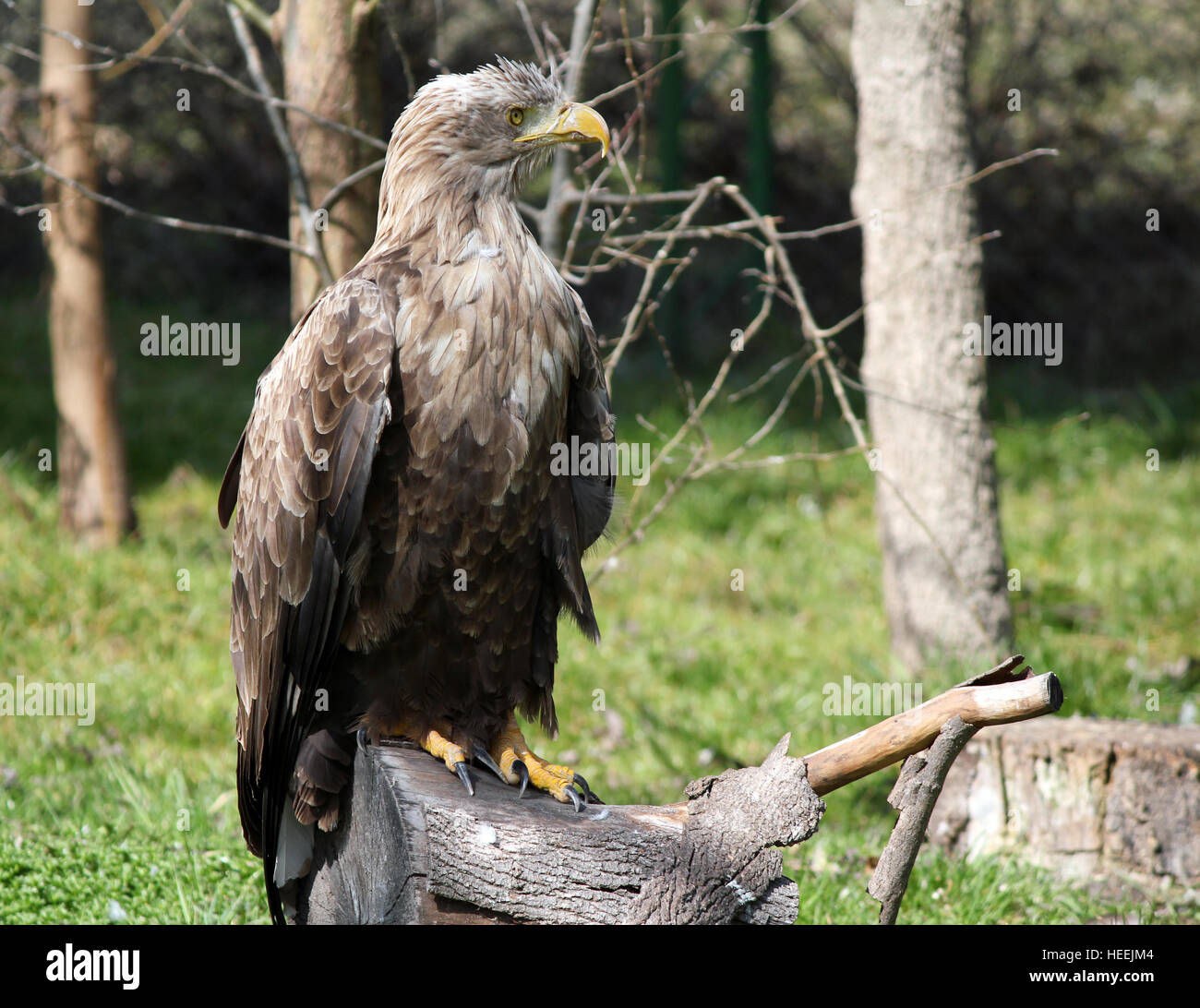 white tailed eagle standing on wood wildlife Stock Photo - Alamy