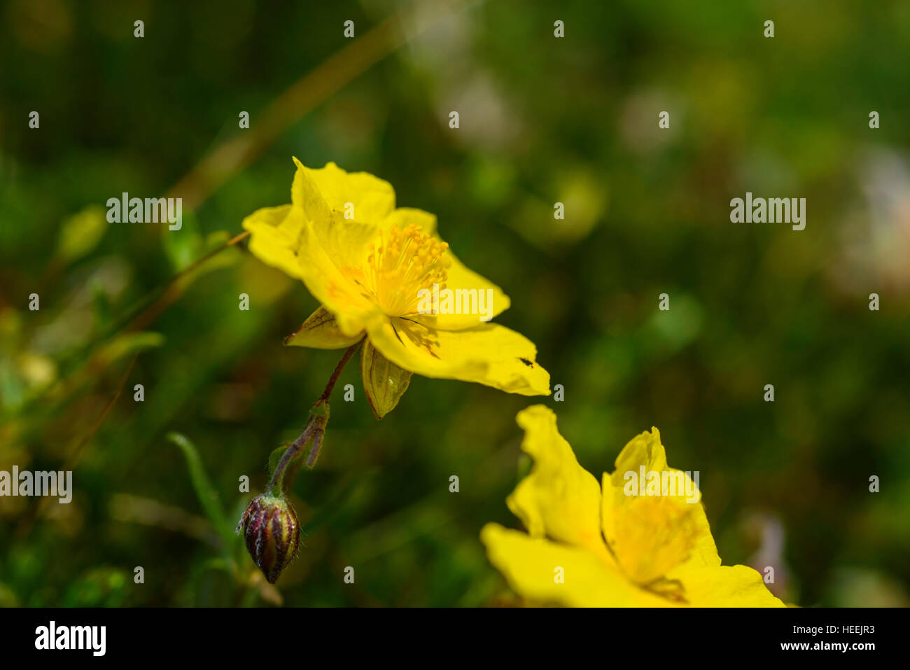 Common Rock Rose, Helianthemum nummularium, wildflower, Carrick ...
