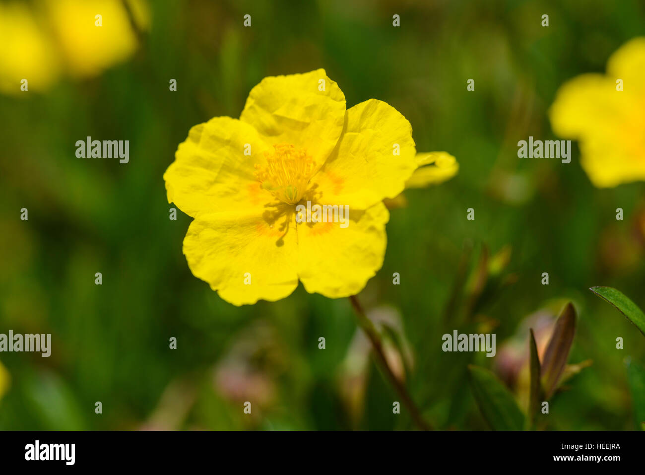 Common Rock Rose, Helianthemum nummularium, wildflower, Carrick ...