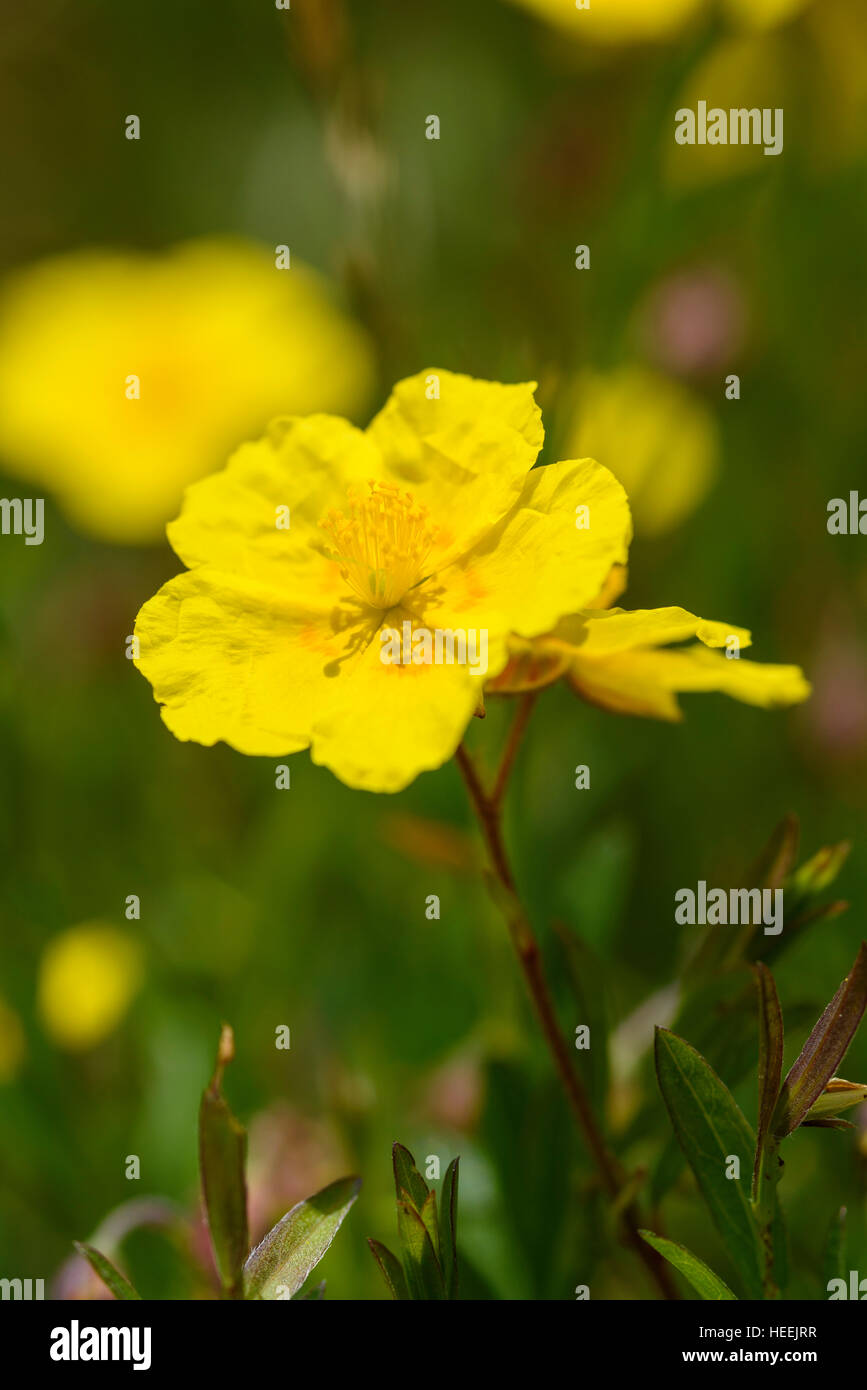 Common Rock Rose, Helianthemum nummularium, wildflower, Carrick ...