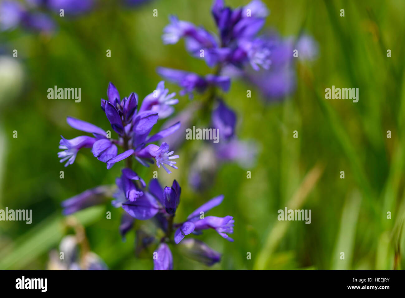 Common Milkwort, Polygala vulgaris, wildflower, Carrick, Dumfries ...