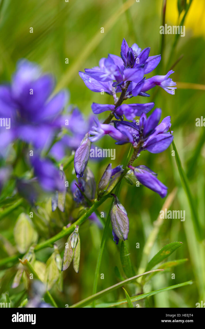 Common Milkwort, Polygala vulgaris, wildflower, Carrick, Dumfries ...