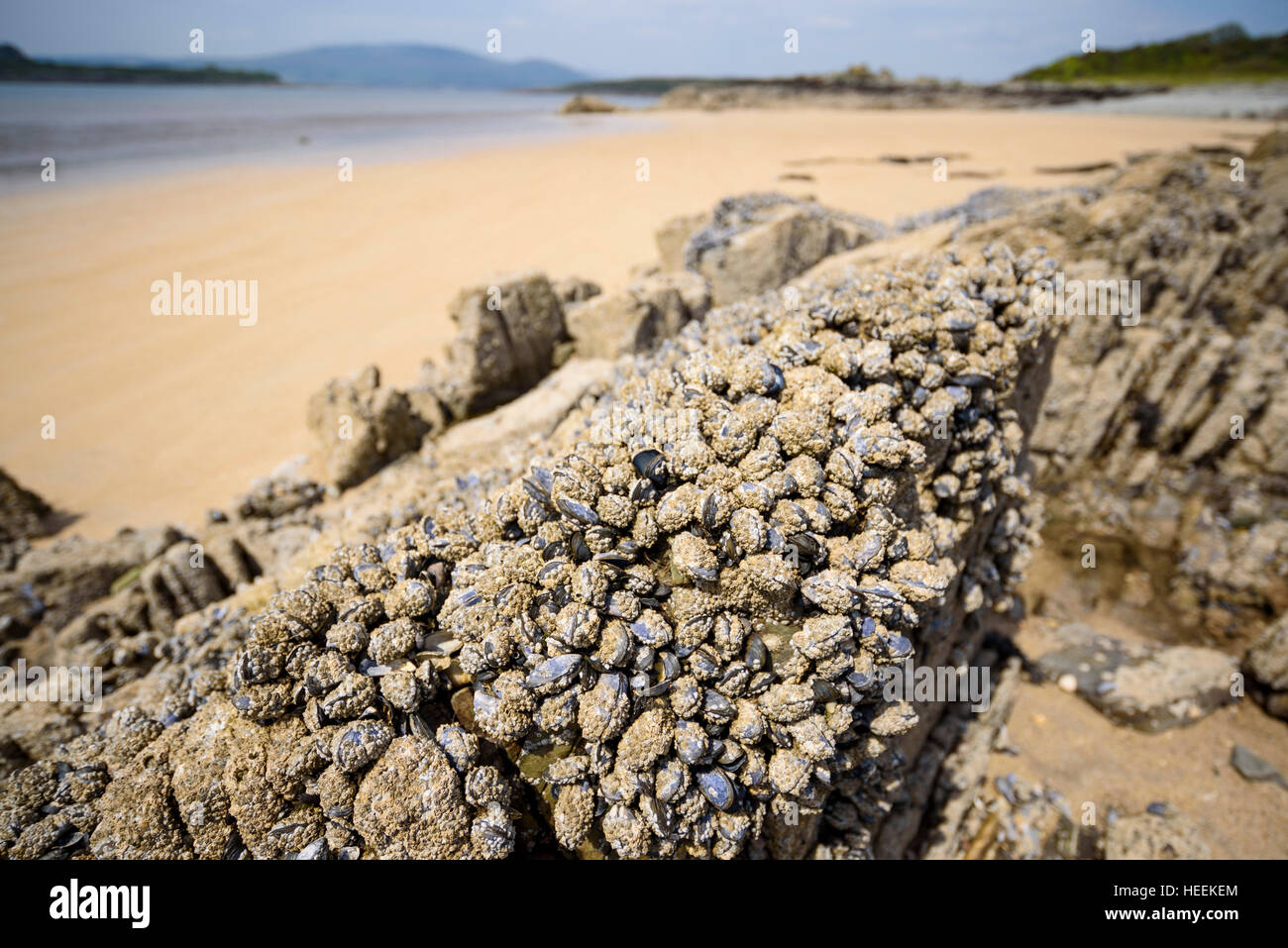 Common Mussels, Mytilus edulis, Knockbrex, Dumfries & Galloway ...