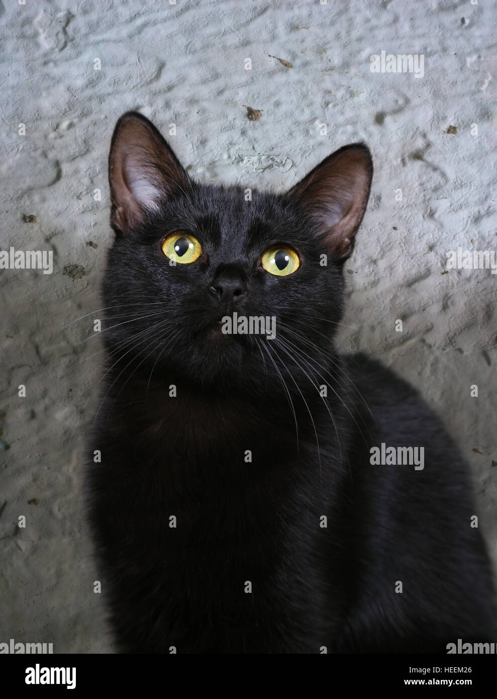 Beautiful black cat on a background of a wall Stock Photo - Alamy