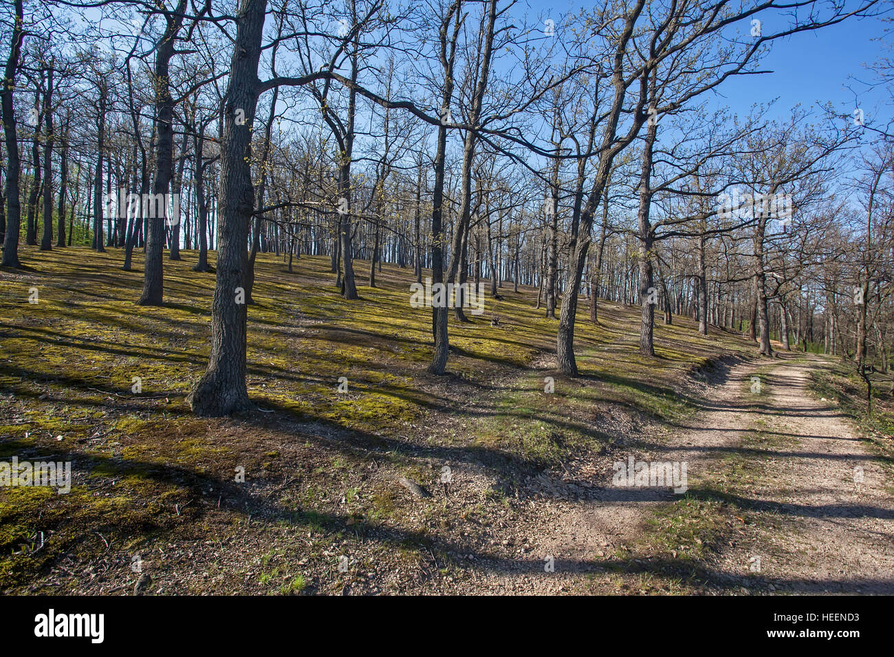Path trough forest on a cloudy day in autumn Stock Photo - Alamy