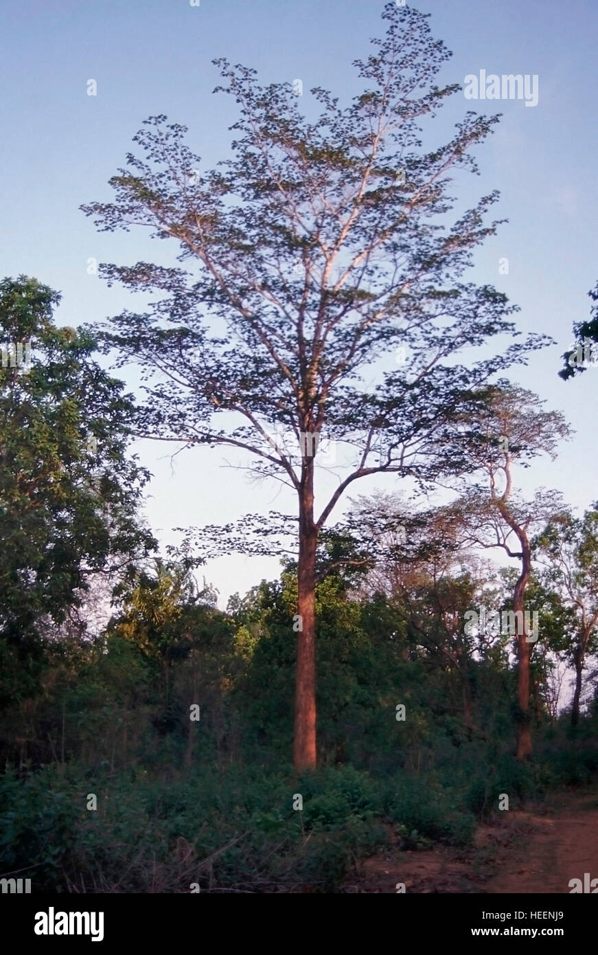 Tree form of Adina Cordifolia, an important timber species Stock Photo ...