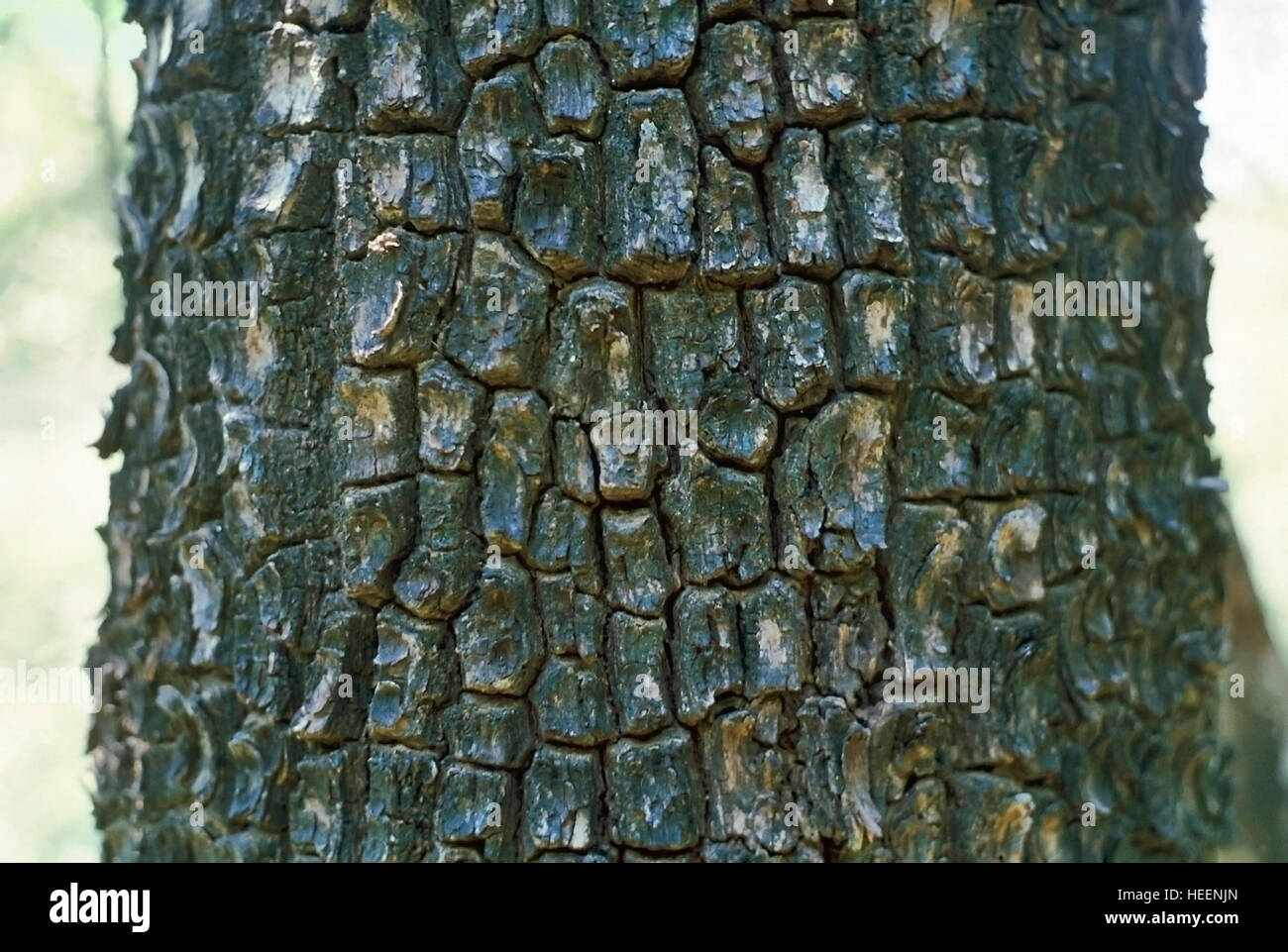 Terminalia Tomentosa - the Crocodile bark tree Stock Photo - Alamy