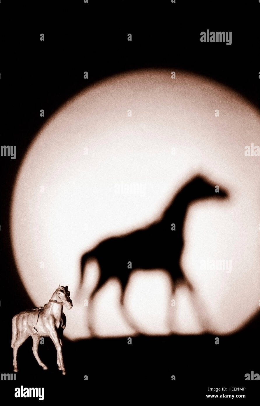 Horse shadow hi-res stock photography and images - Alamy