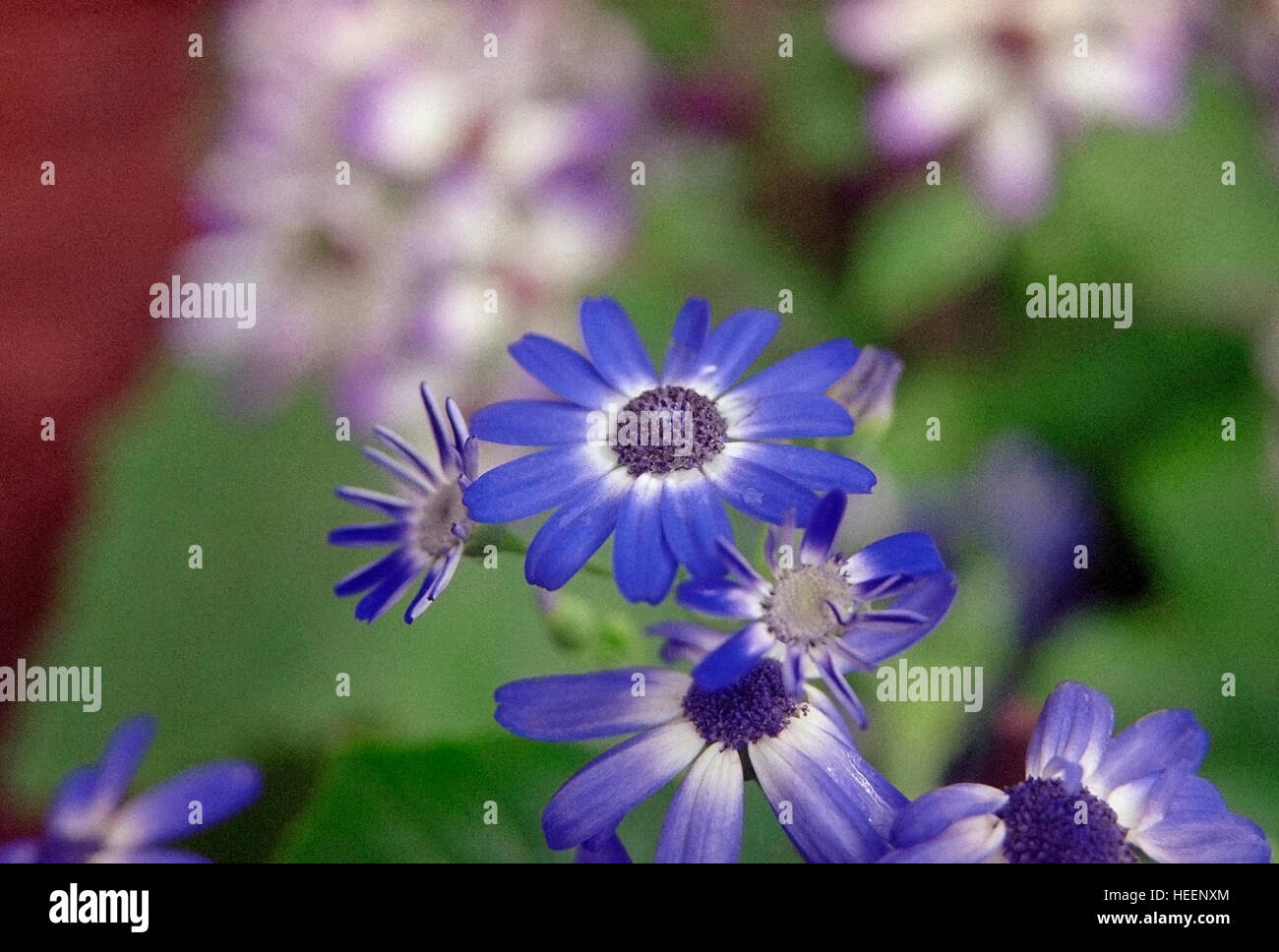 Hesperius hi-res stock photography and images - Alamy