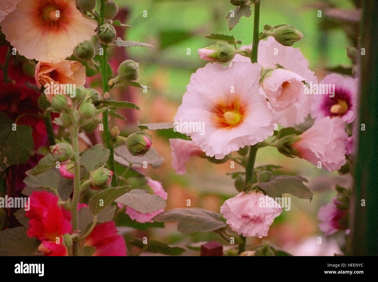 Hollyhocks alcea rosea hi-res stock photography and images - Alamy
