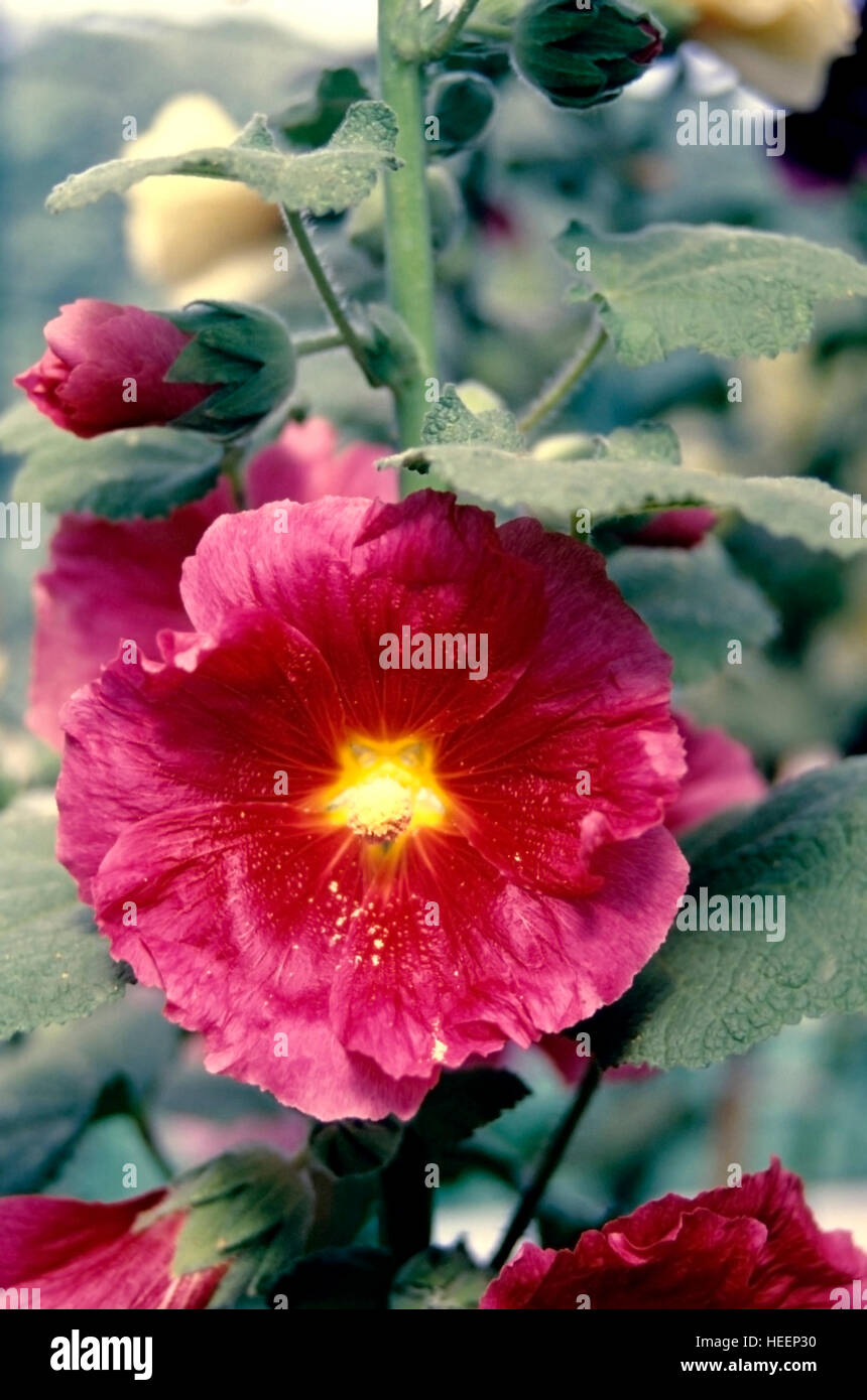 Hollyhocks, Alcea rosea flowers Stock Photo - Alamy