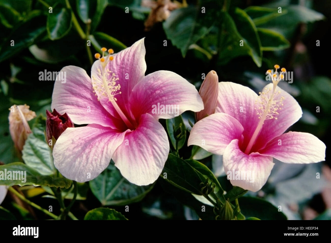 Hybiscus Flower High Resolution Stock Photography and Images - Alamy