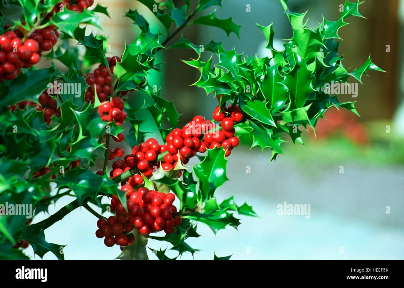 Currant tree hi-res stock photography and images - Alamy