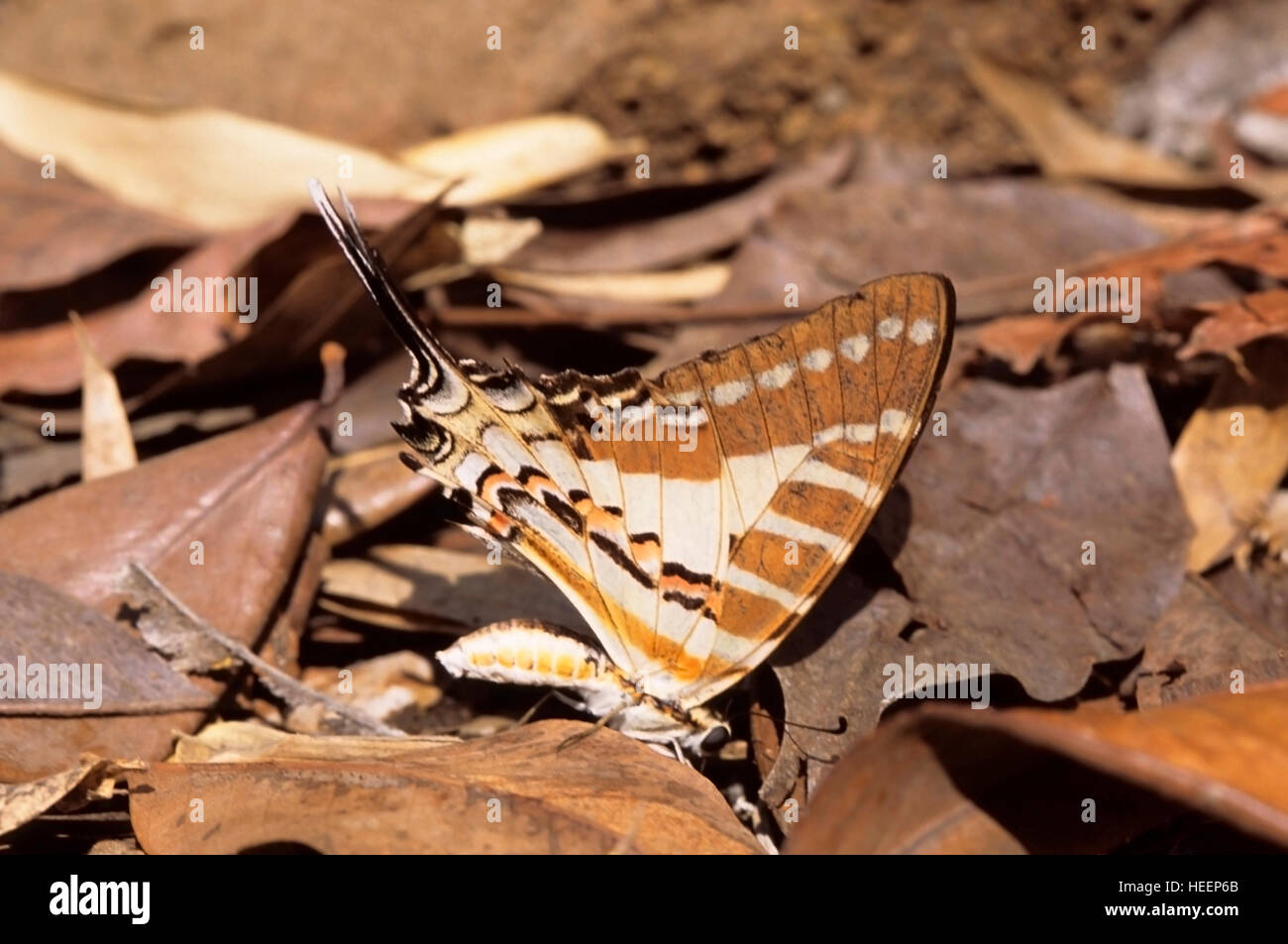 Spot swordtail butterfly hi-res stock photography and images - Alamy