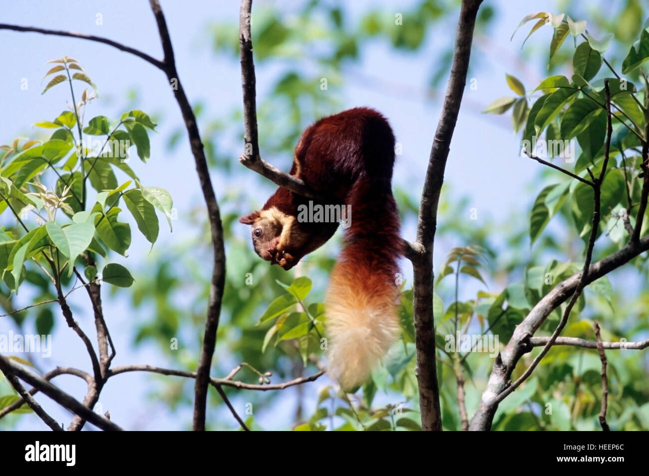 Ratufa Indica Stock Photos & Ratufa Indica Stock Images - Alamy
