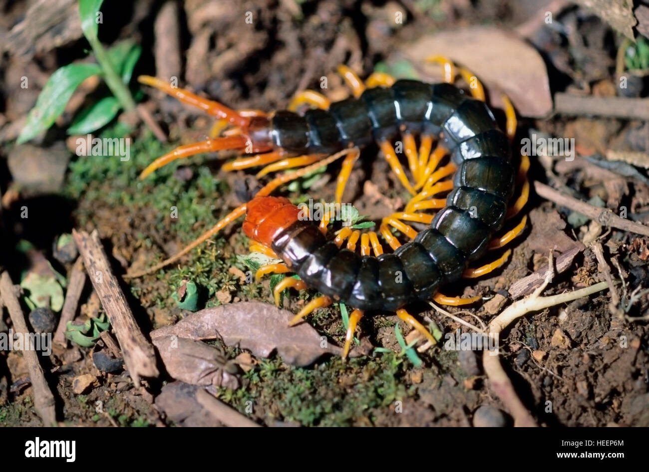 Centipede Black High Resolution Stock Photography and Images - Alamy