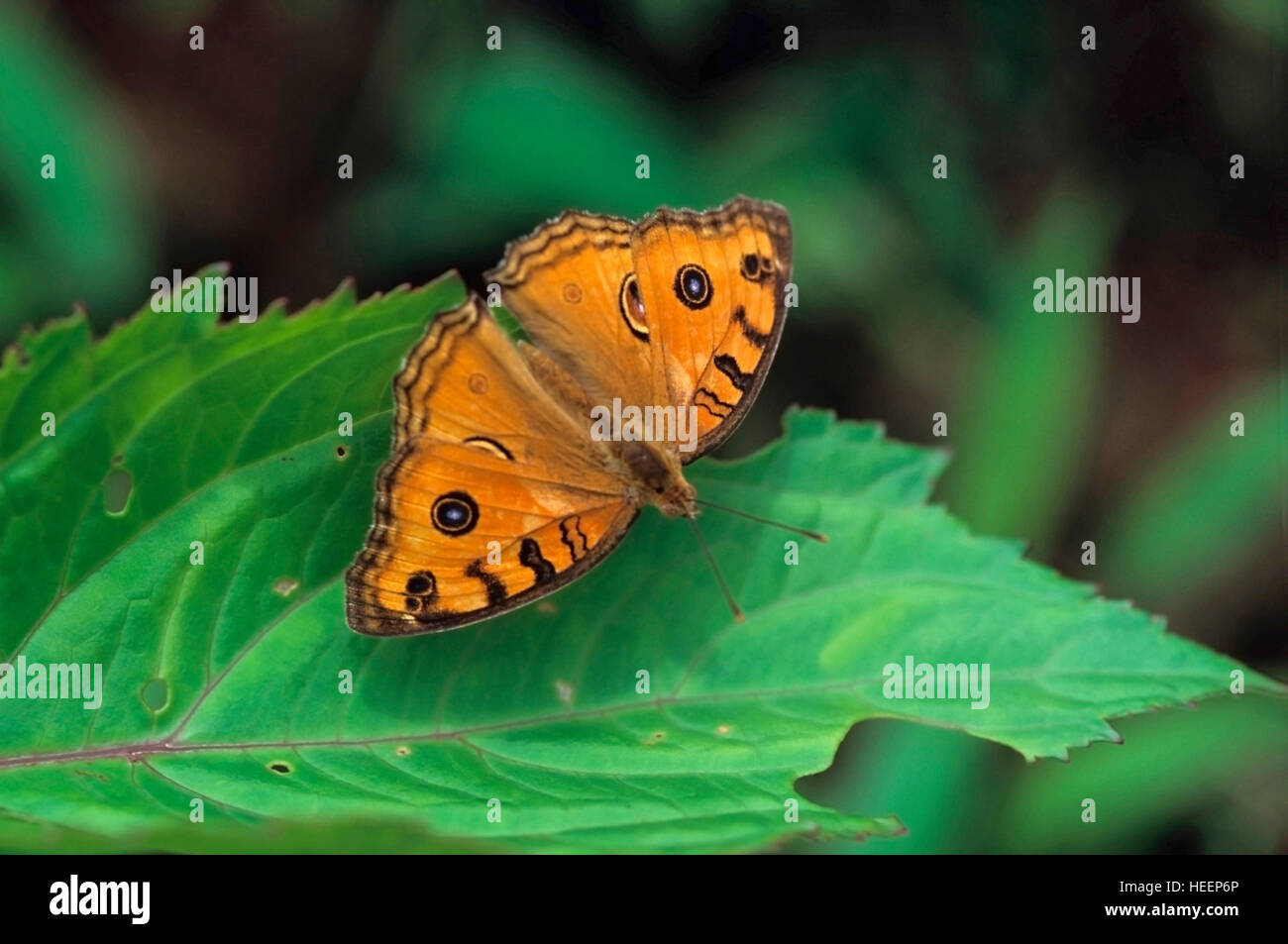 Peacock pansy butterfly, Junonia almana, India Stock Photo - Alamy