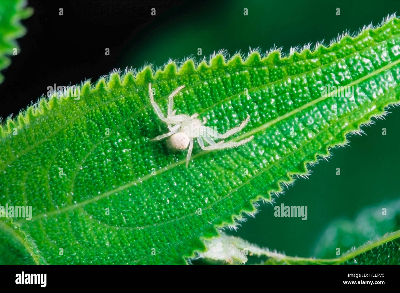 Family thomisidae hi-res stock photography and images - Alamy