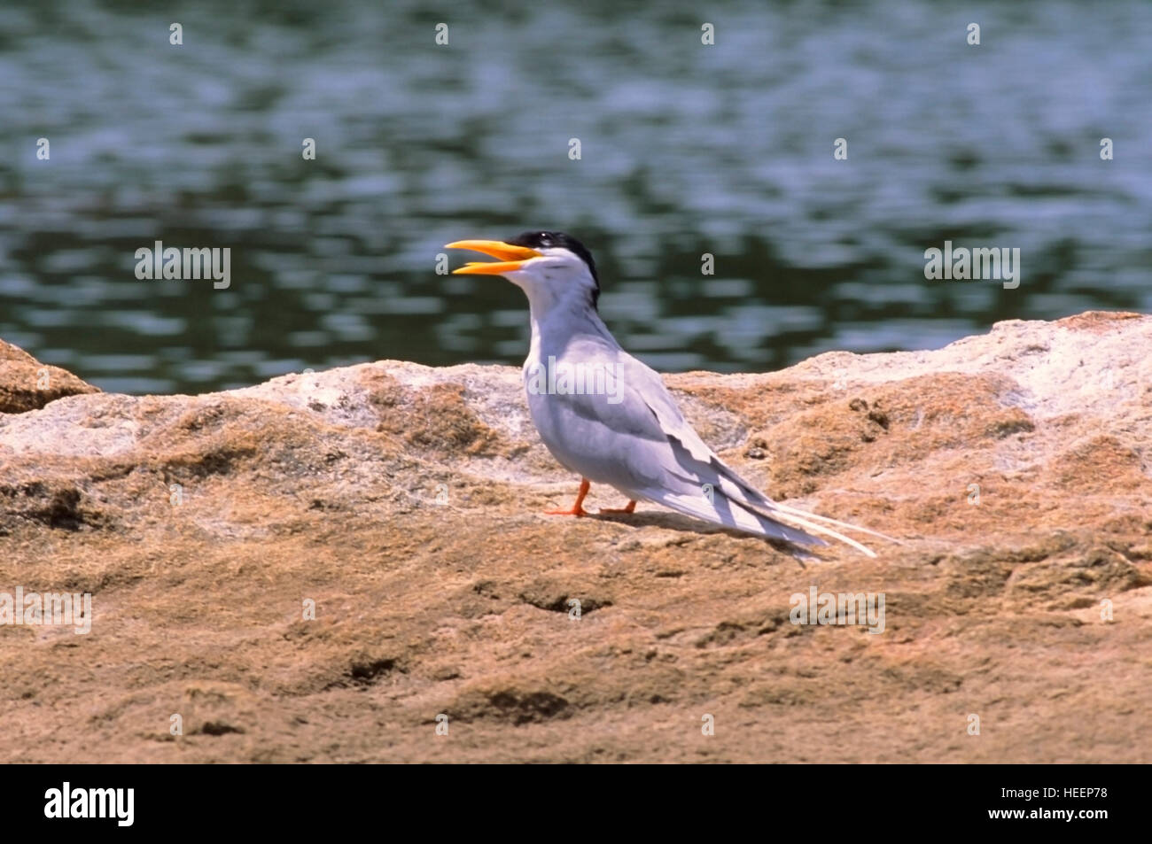 River Tern, Sterna aurantia, At Rangantittu birds sanctuary, Mysore in ...