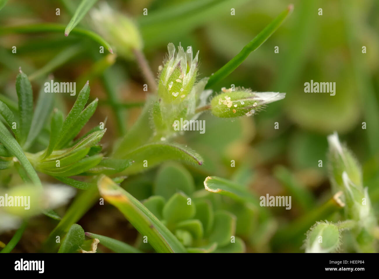 Little native mouse hi-res stock photography and images - Alamy