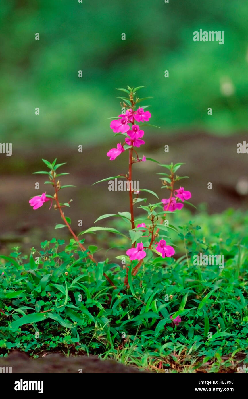 Terda hi-res stock photography and images - Alamy