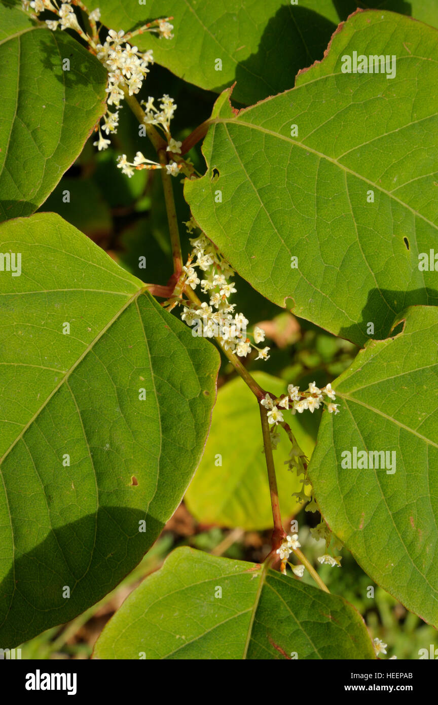 Japanese knotweed fallopia japonica hi-res stock photography and images ...