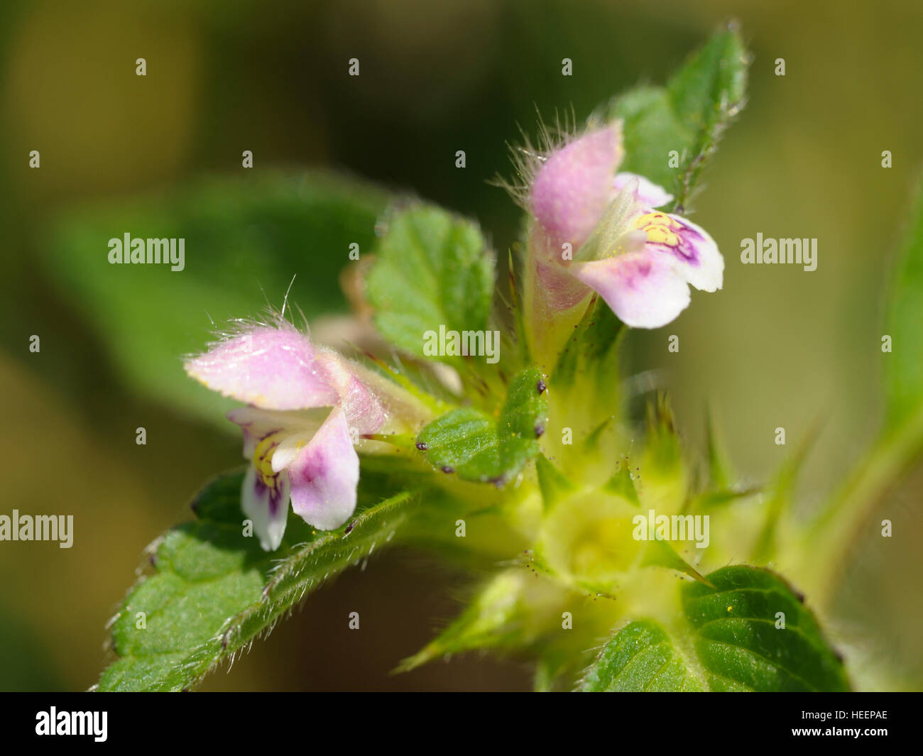 Common Hemp-nettle, Galeopsis tetrahit Stock Photo - Alamy