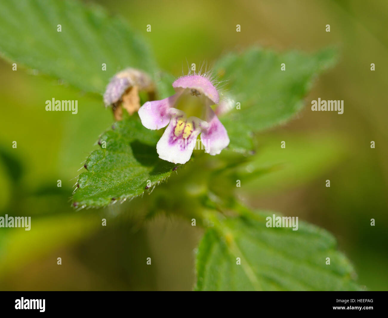 Common Hemp-nettle, Galeopsis tetrahit Stock Photo - Alamy