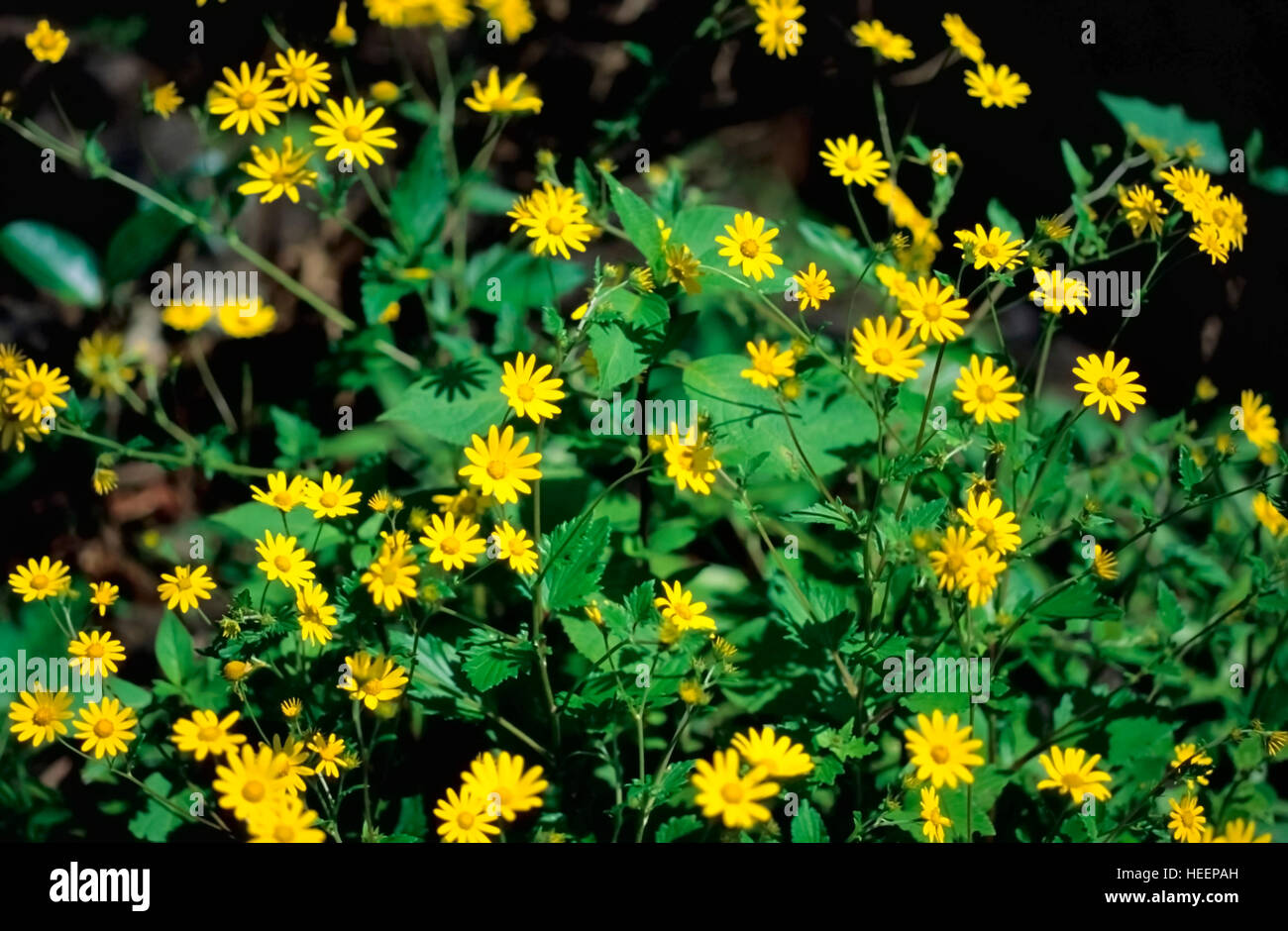 Sonki flower hi-res stock photography and images - Alamy