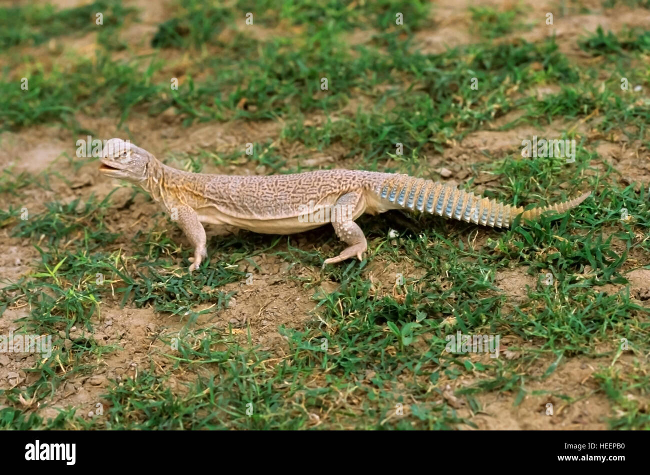 Indian Spiny Tailed Lizard