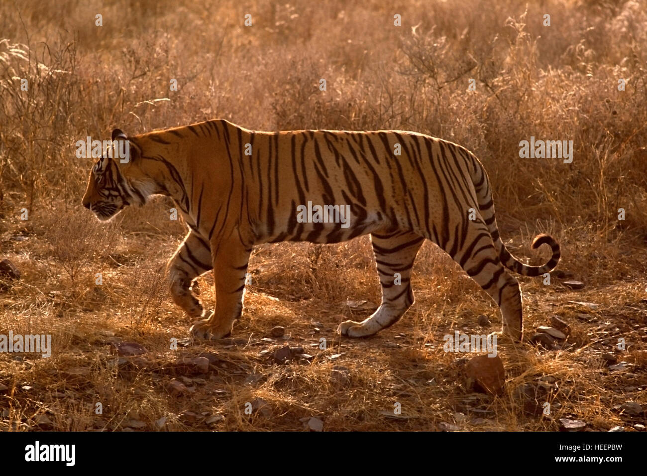 Tiger Subspecies Map