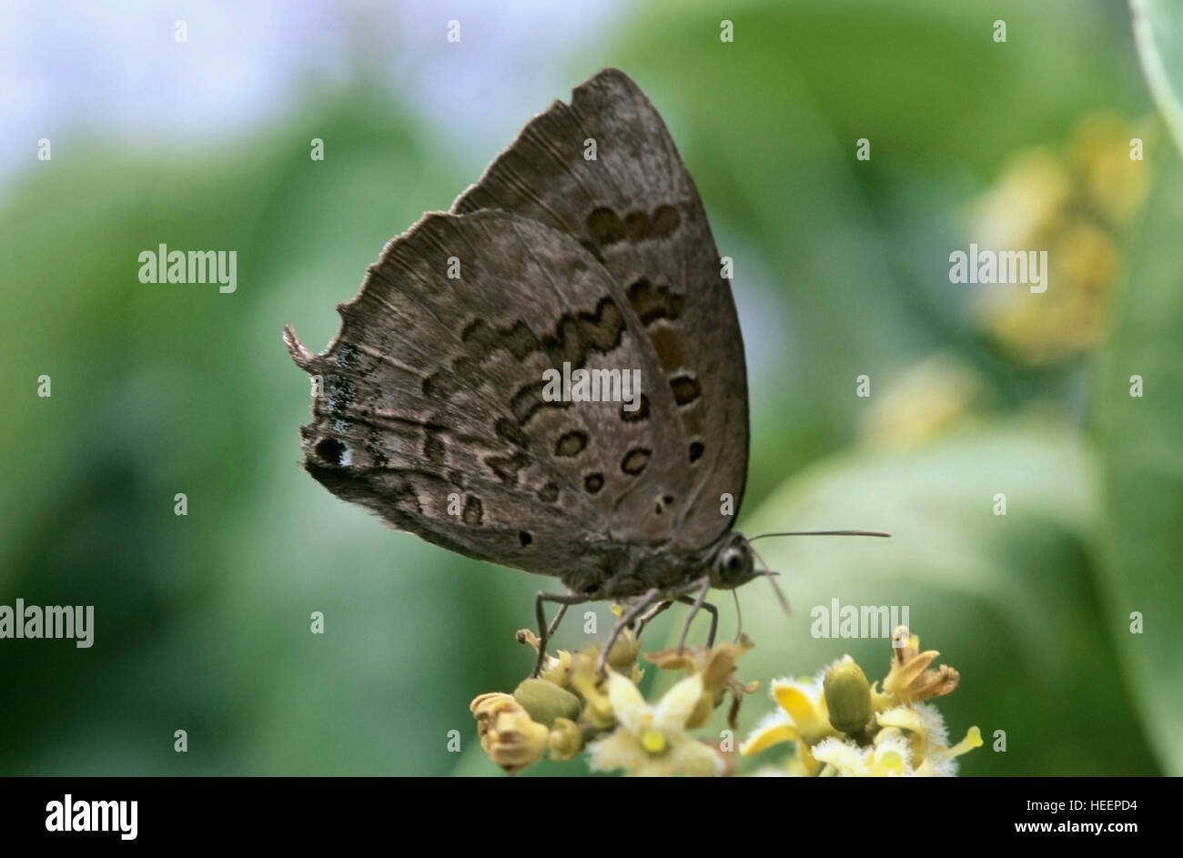 Small blue butterfly hi-res stock photography and images - Alamy