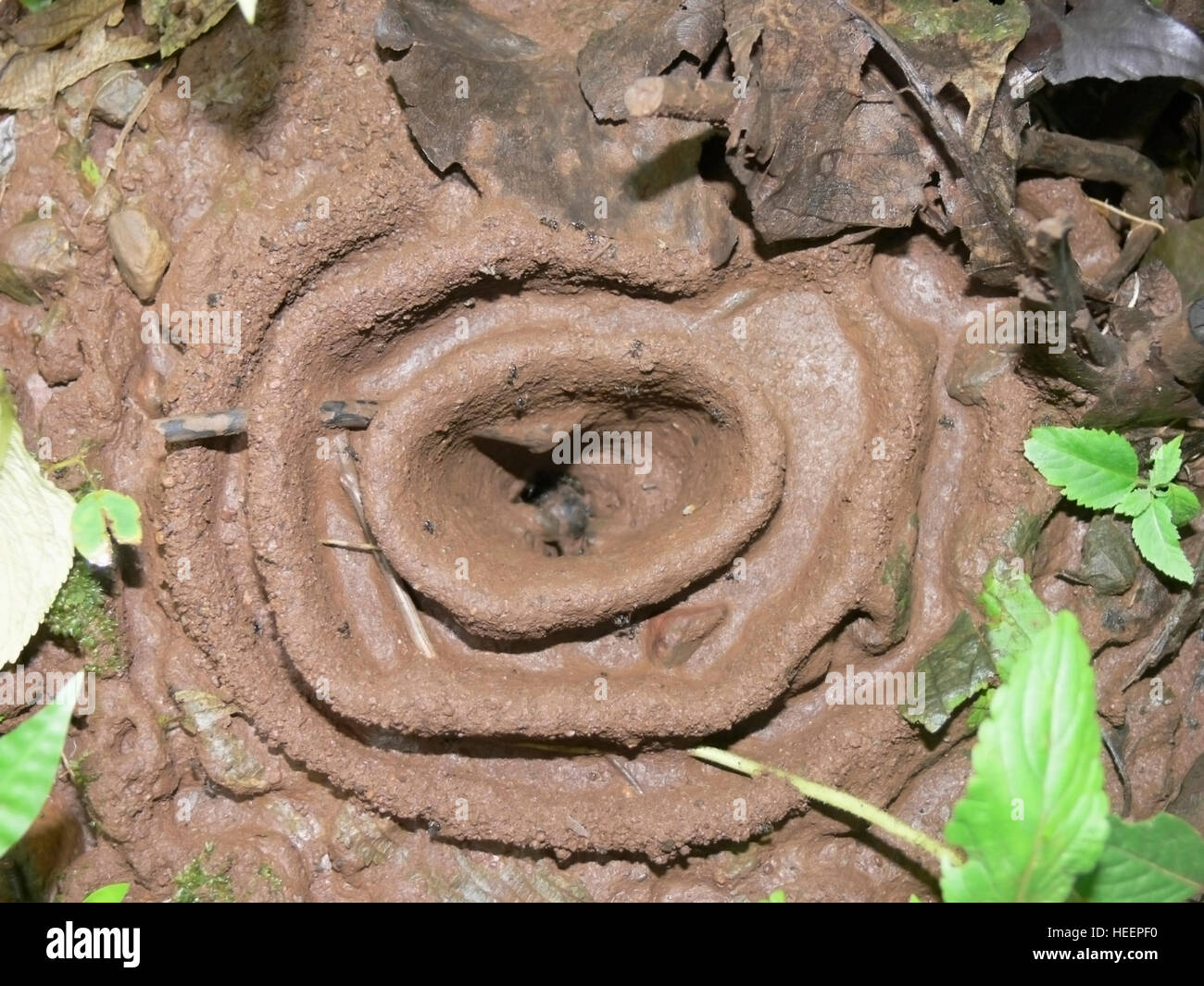 Ant Hill - Subterranean dwellings of ant colonies Stock Photo - Alamy