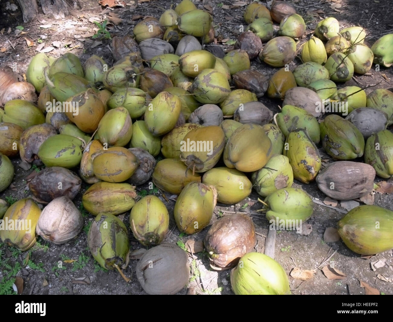 Large pile of coconuts, Cocos nucifera, Maharashtra, India Stock Photo ...