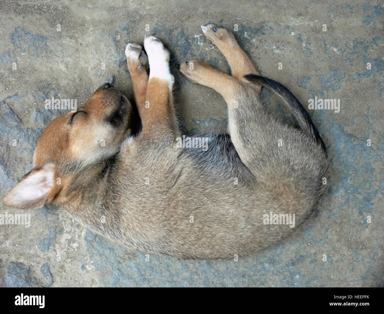 Puppy sleeping peacefully Stock Photo - Alamy