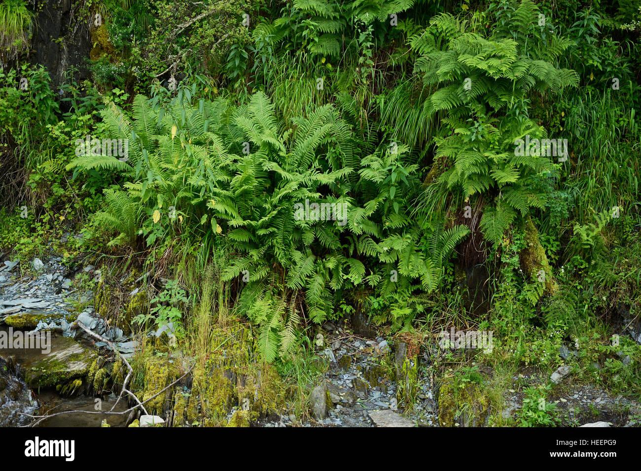 Mountain fern moss hi-res stock photography and images - Alamy